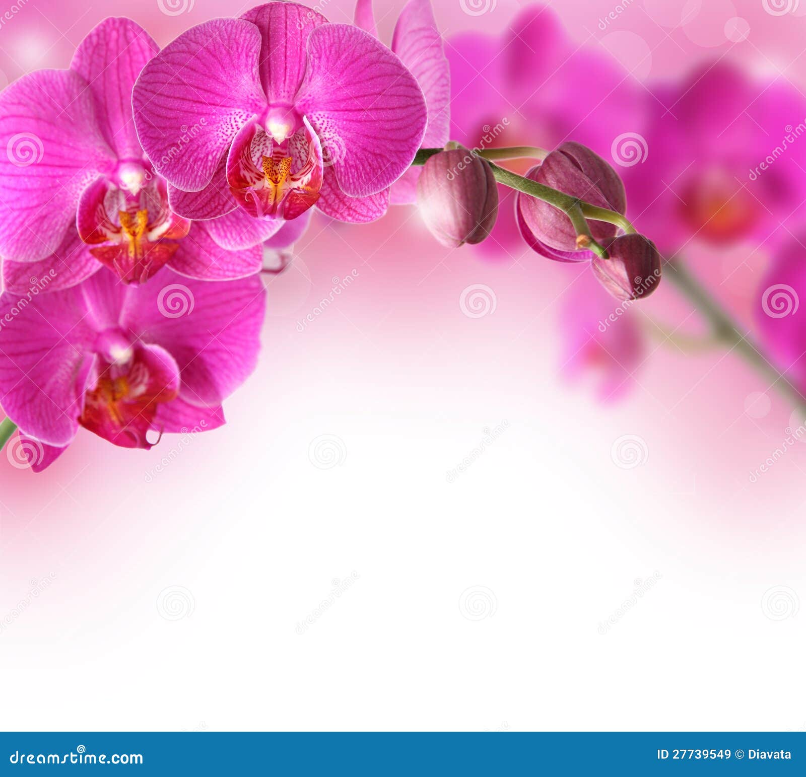 Purple Orchid Flower Border