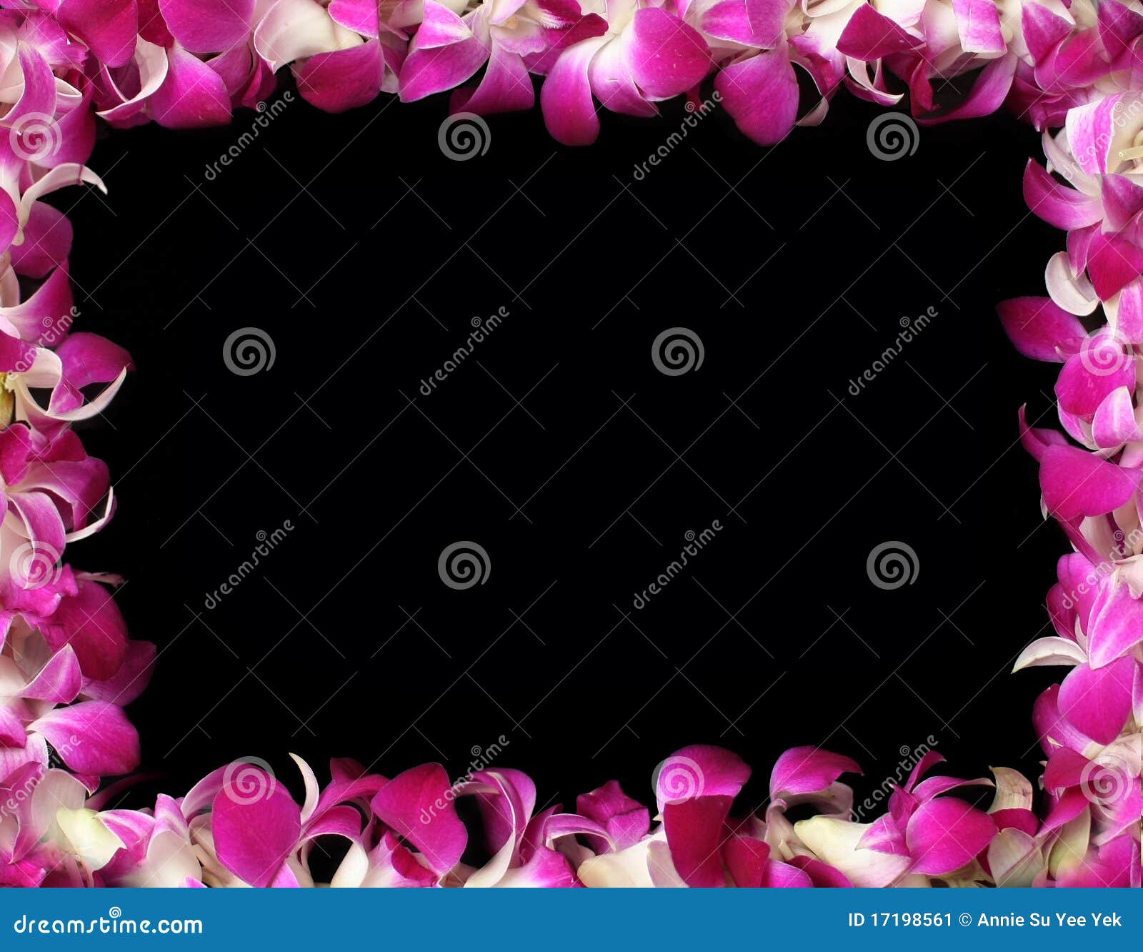 Orchids frame stock image. Image of romantic, plant, orchid - 17198561