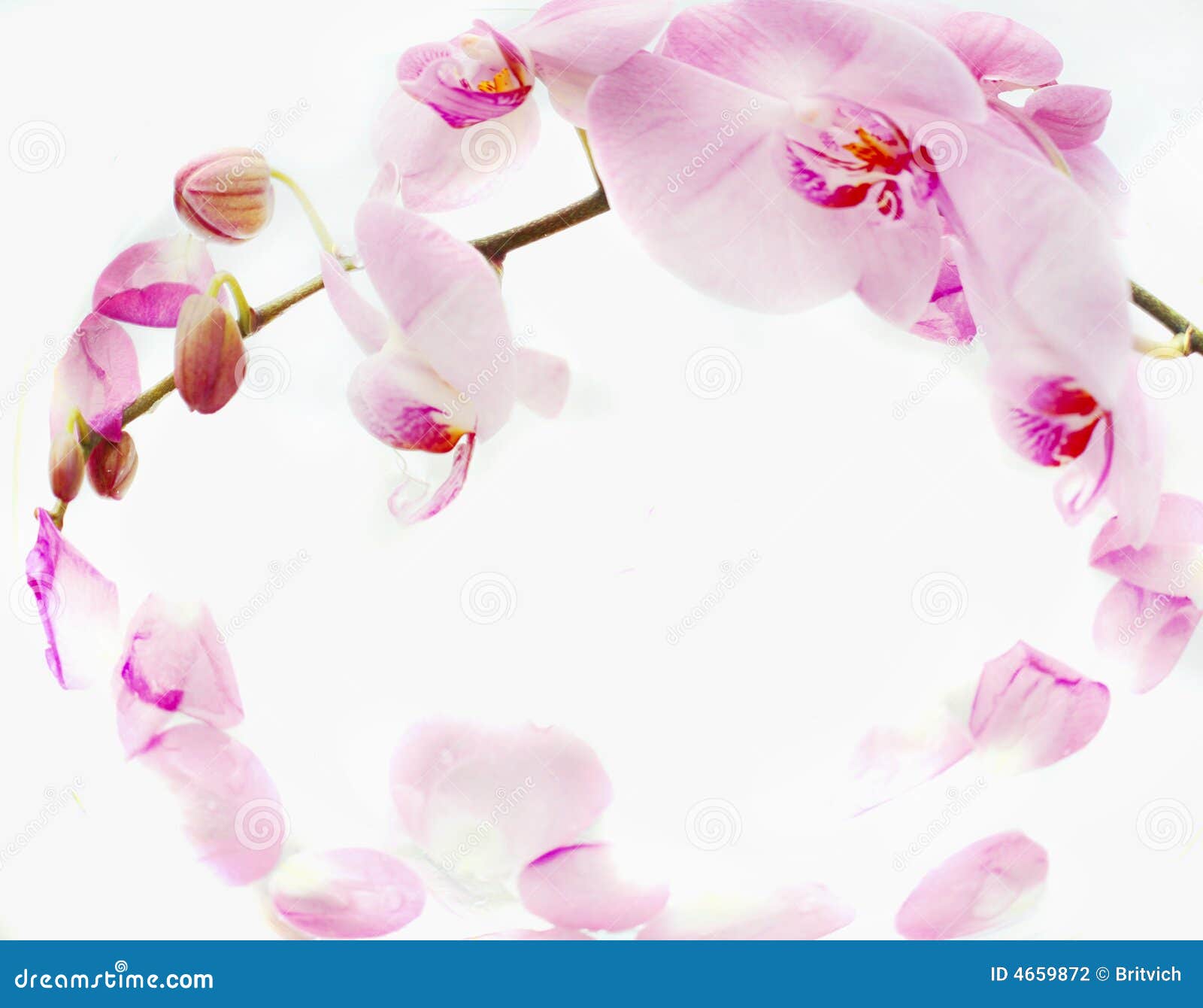 Orchids frame stock photo. Image of bathroom, bloom, alternative - 4659872