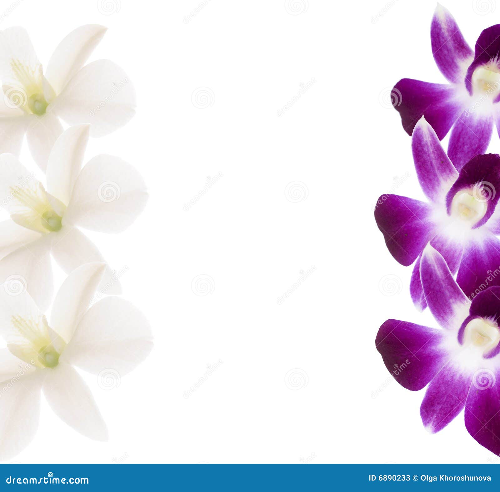 Orchids frame stock image. Image of plants, tropical, bright - 6890233