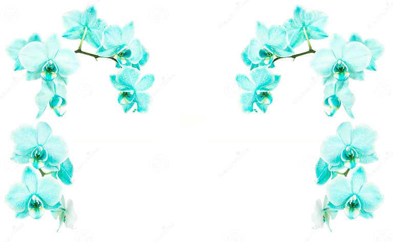 Orchids frame turquoise stock photo. Image of leaf, branch - 64907654