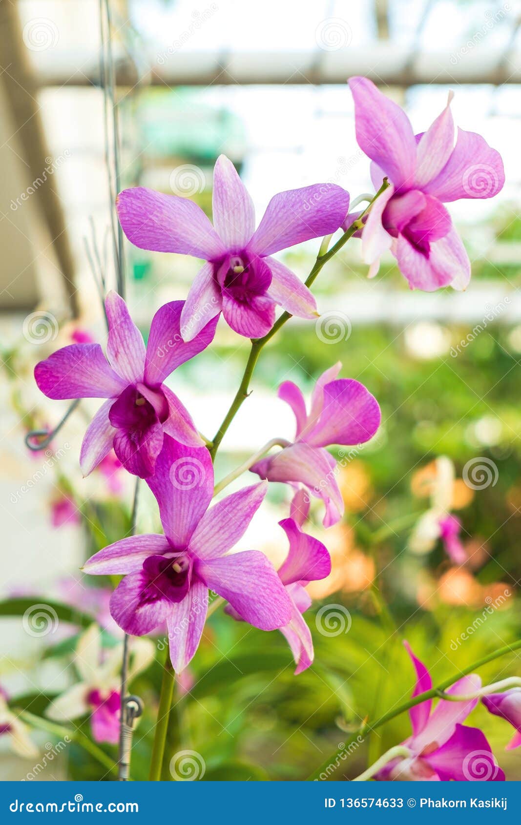 Orchids in the Garden, Beautiful Flower from the Forrest Stock Image ...