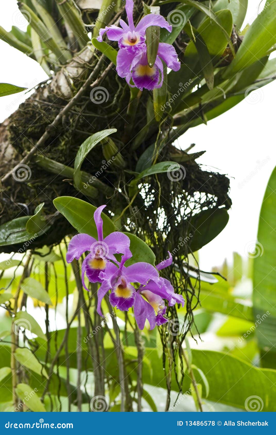 Orchids growing on a tree stock photo. Image of asian - 13486578