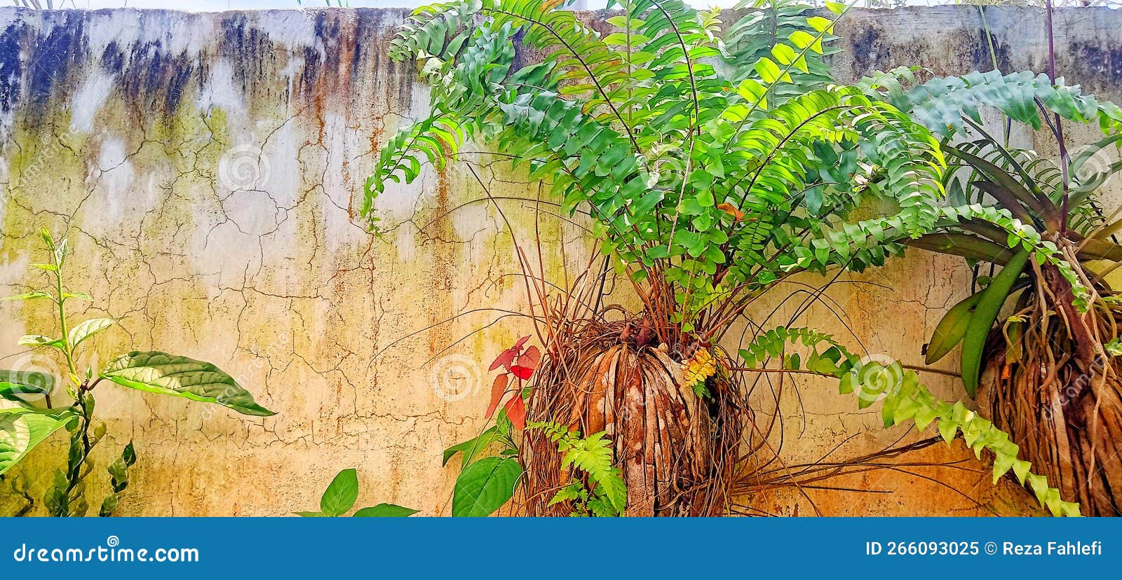 Orchids Grown on Coconut Shells Stock Image - Image of autumn, branch ...