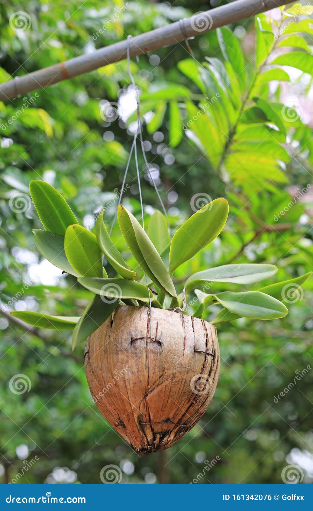 Orchids Hanging in Coconut Shell in the Garden Stock Photo - Image of ...
