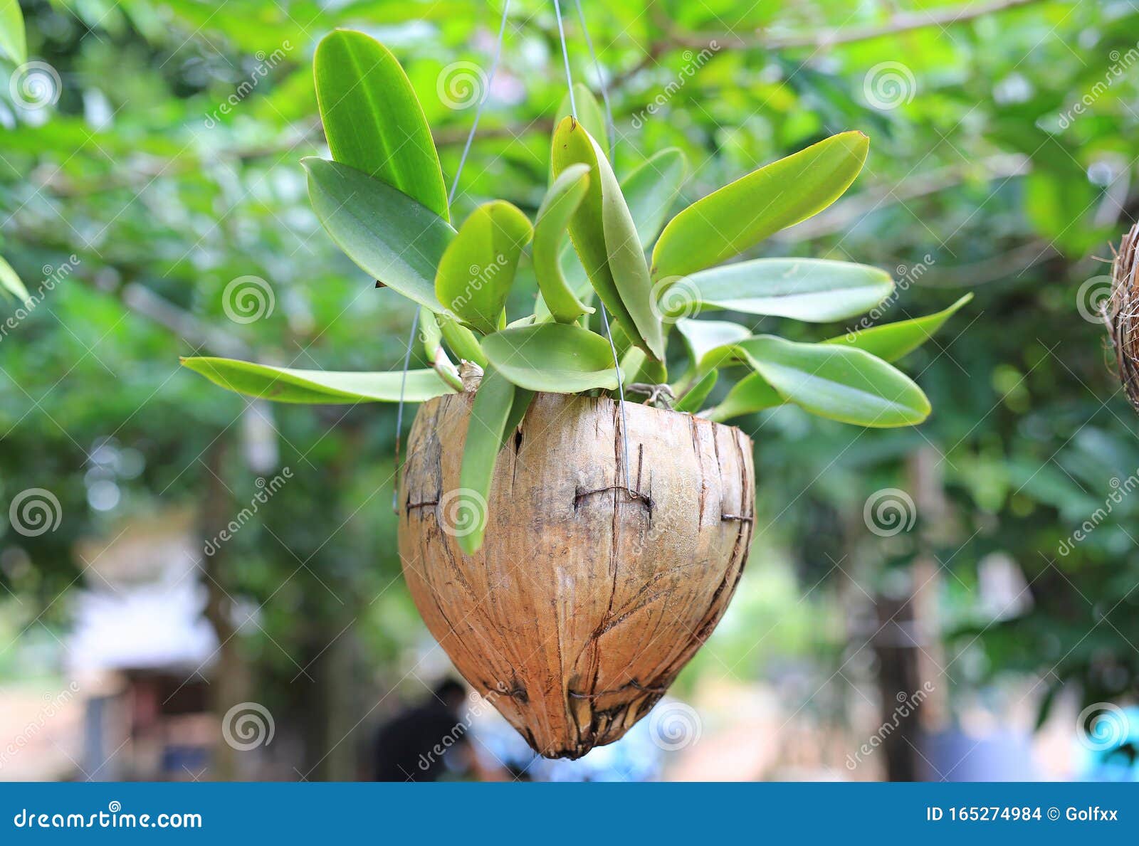 Orchids Hanging in Coconut Shell in the Garden Stock Photo - Image of ...
