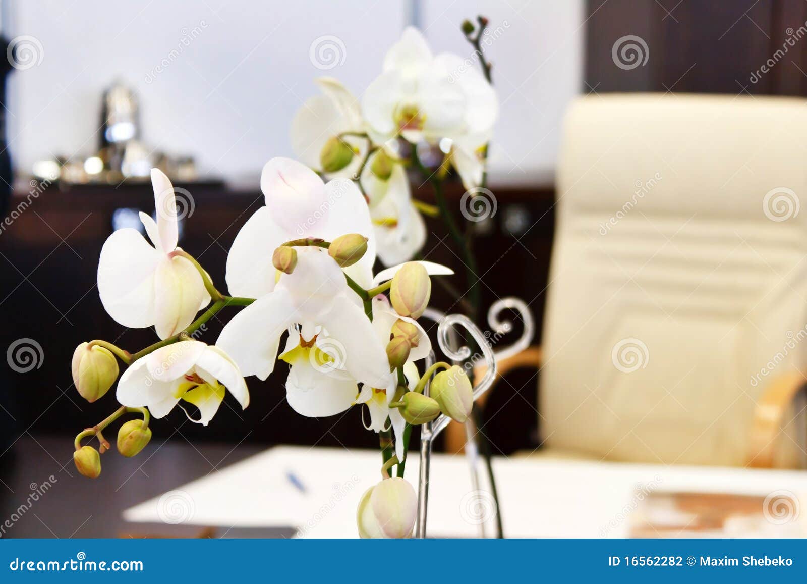Orchids in interior stock photo. Image of bouquet, orchid - 16562282