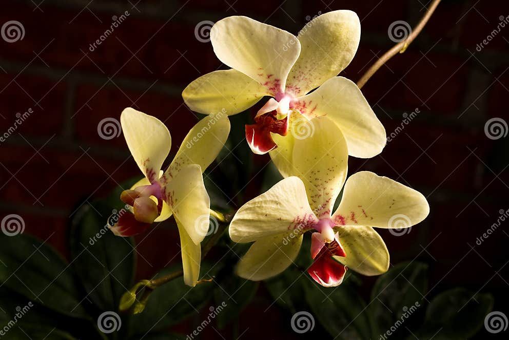 Orchids - Latin Name Orchidaceae Stock Image - Image of plant, colorful ...