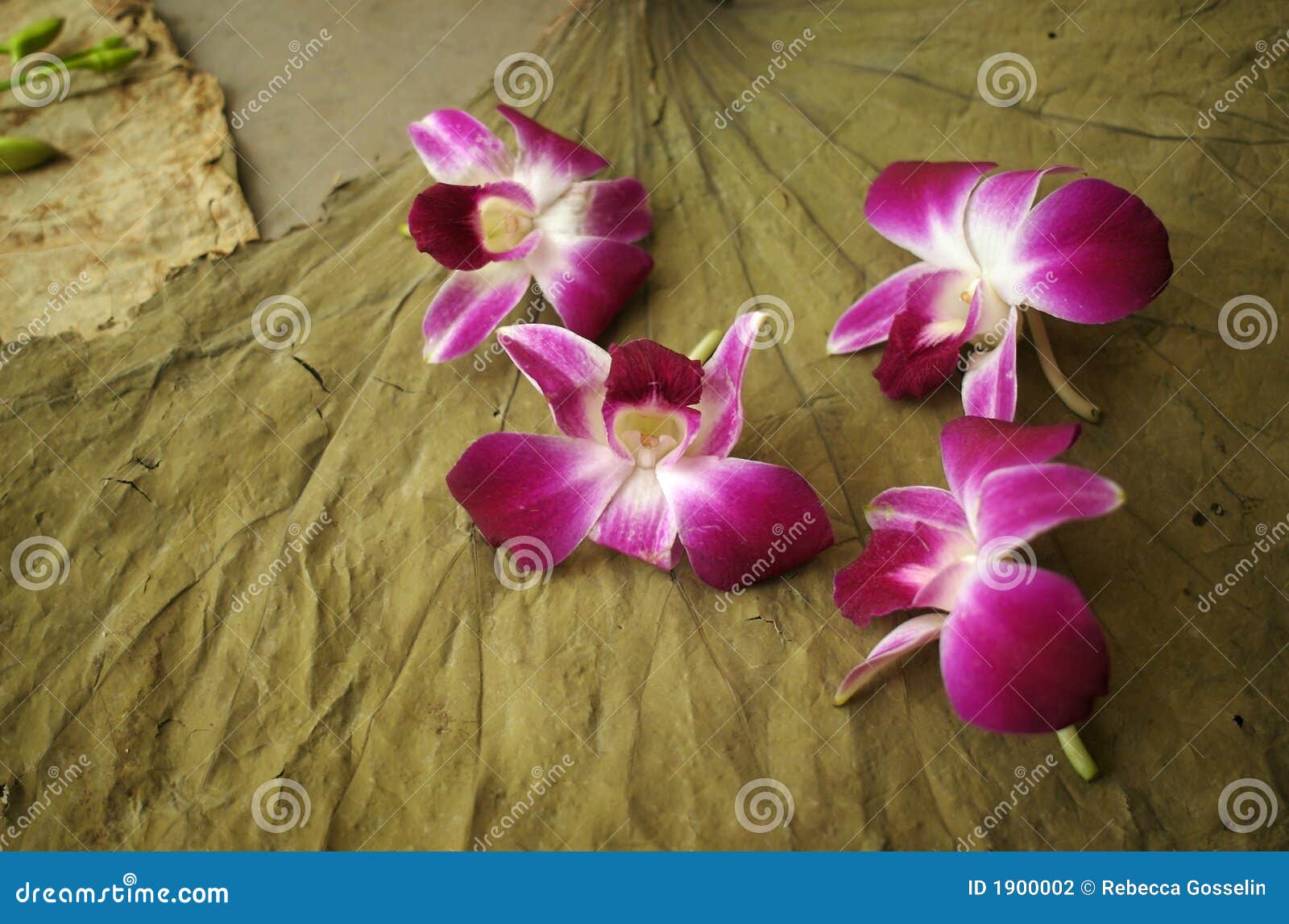 Orchids and leaf stock photo. Image of orchid, still, leaves - 1900002