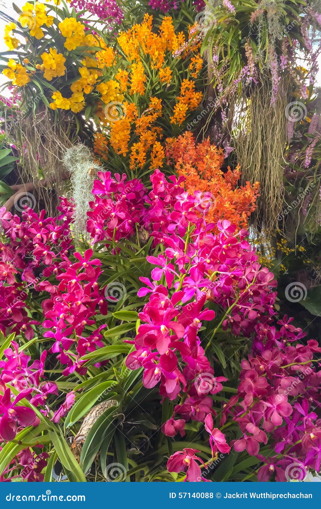 Orchids with Leaves stock photo. Image of fresh, bouquet - 57140088