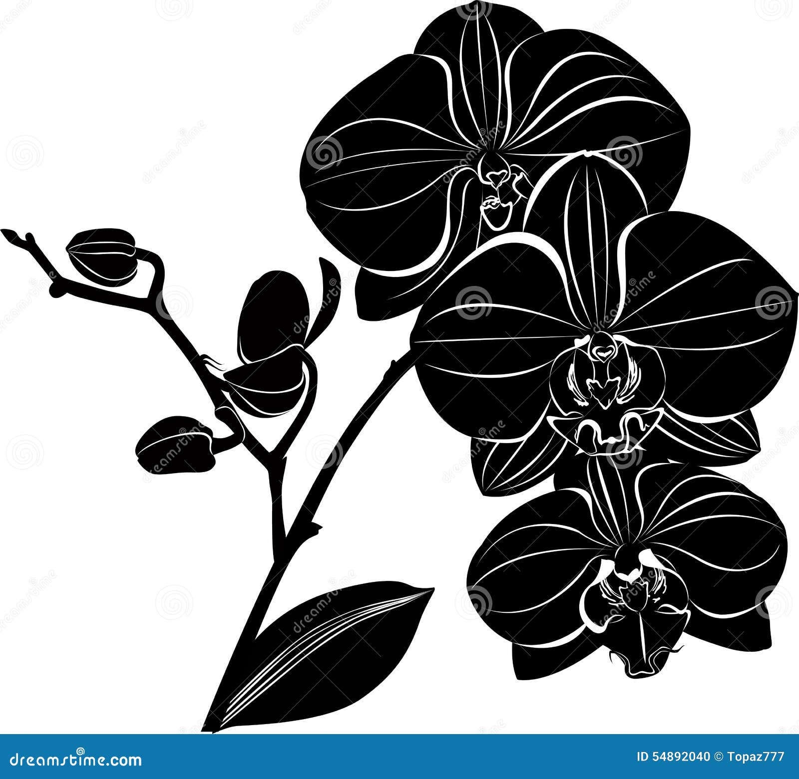 Orchids Stock Vector Illustration Of Flower Blossom 54892040