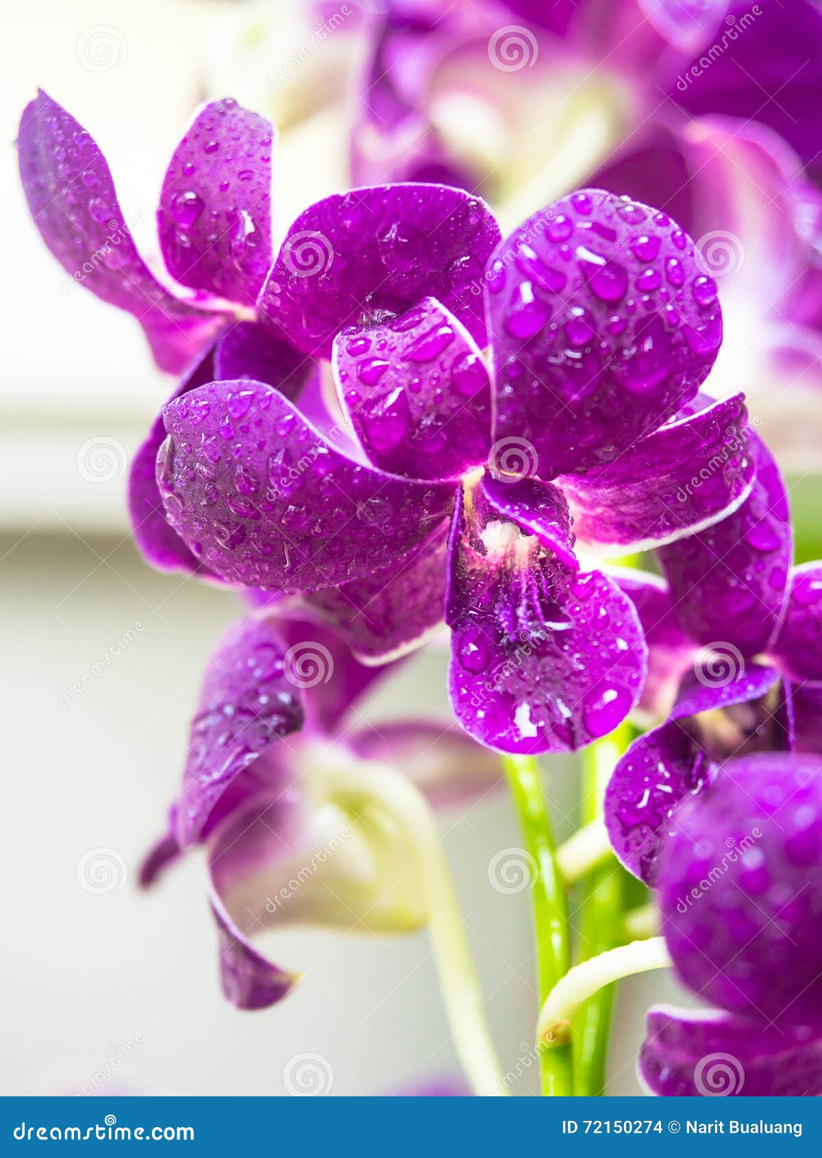 Orchids stock photo. Image of pattern, fresh, beauty - 72150274