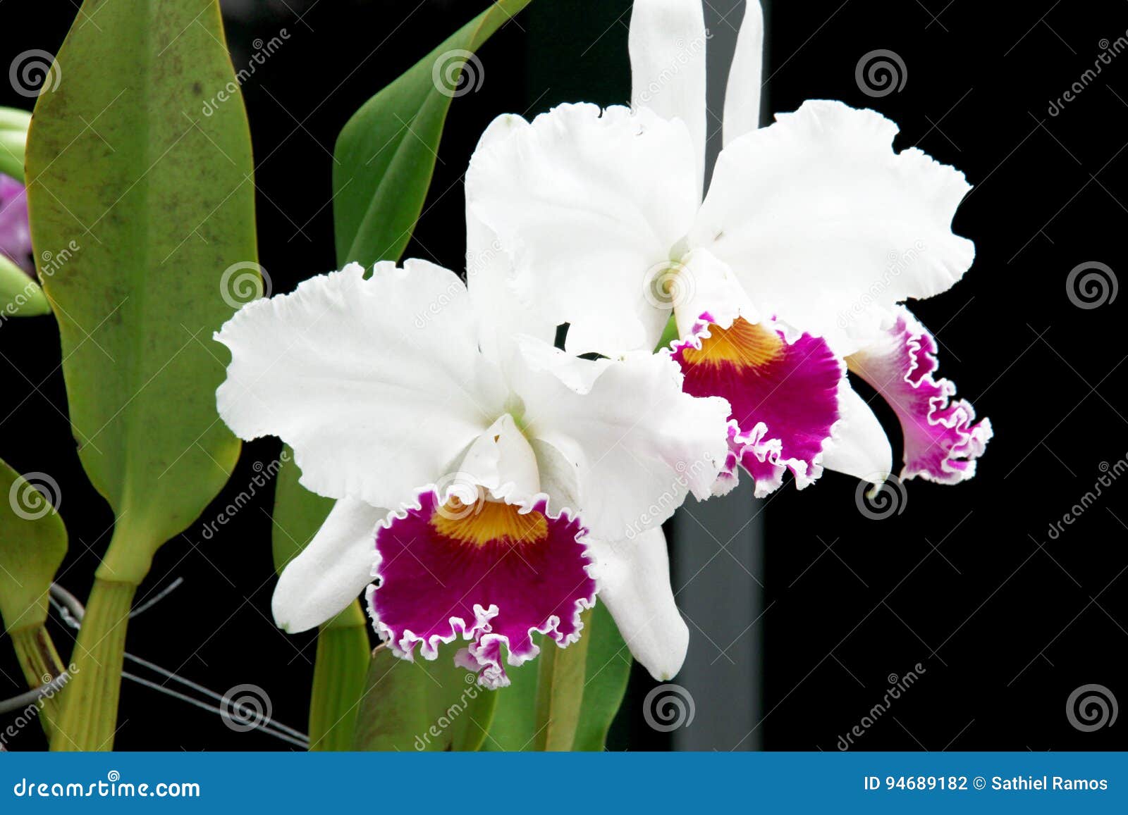 Orchids 2 stock photo. Image of brazil, violet, flower - 94689182