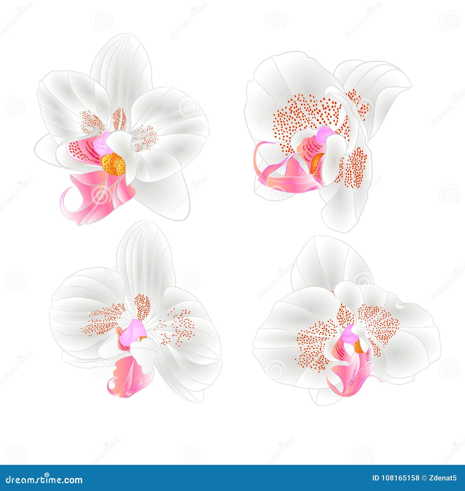 Orchids Phalaenopsis Closeup White Beautiful Flower Isolated On A White