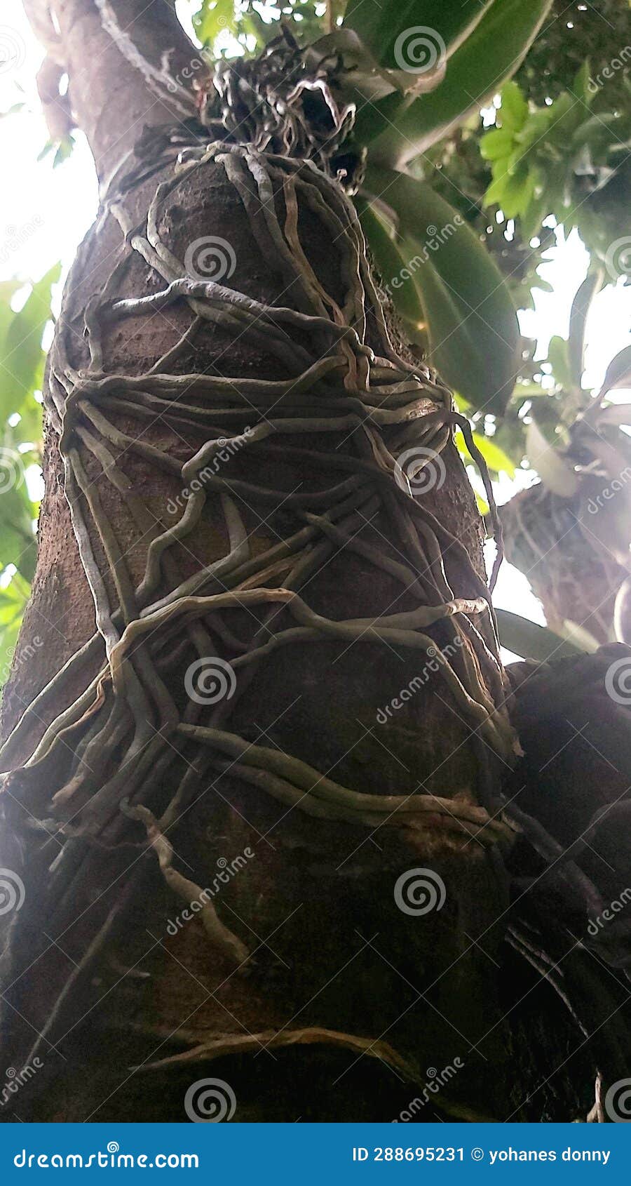 Orchids Plant Roots Hugging a Tree Stock Image - Image of hugging ...