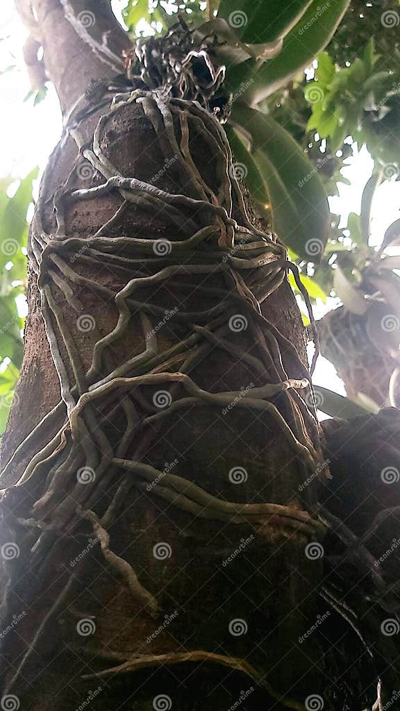 Orchids Plant Roots Hugging a Tree Stock Image - Image of hugging ...