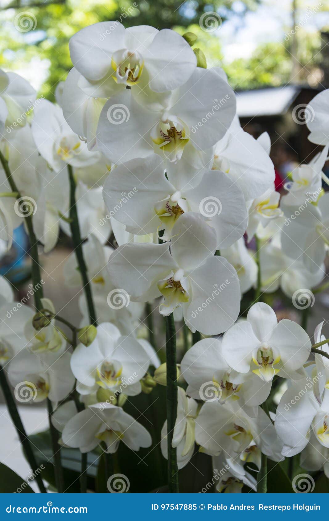 Orchids, roses and flowers stock image. Image of hybrids - 97547885