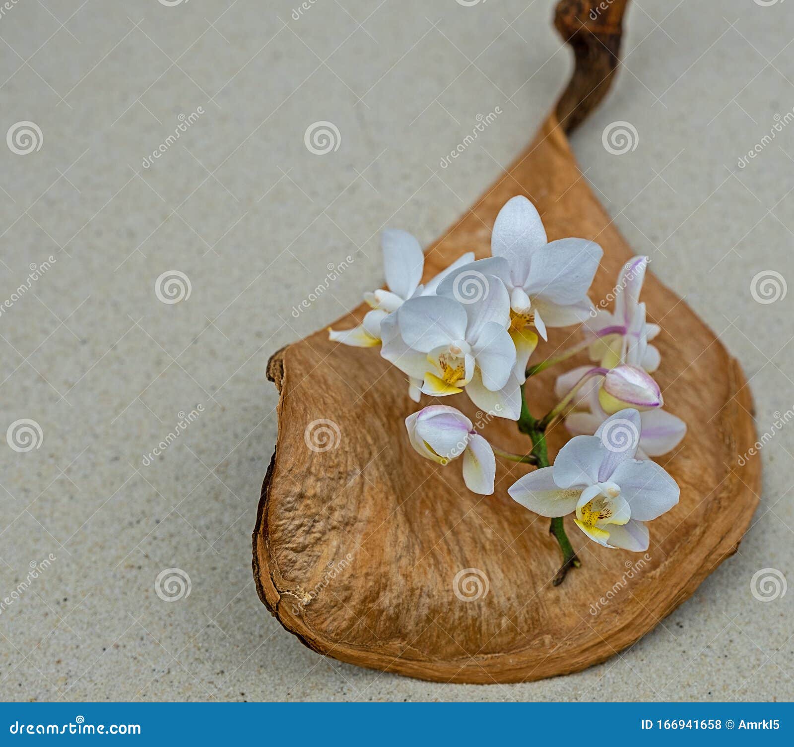 Orchids in Seed Pod Lying on Sand Stock Photo - Image of floral, coat ...