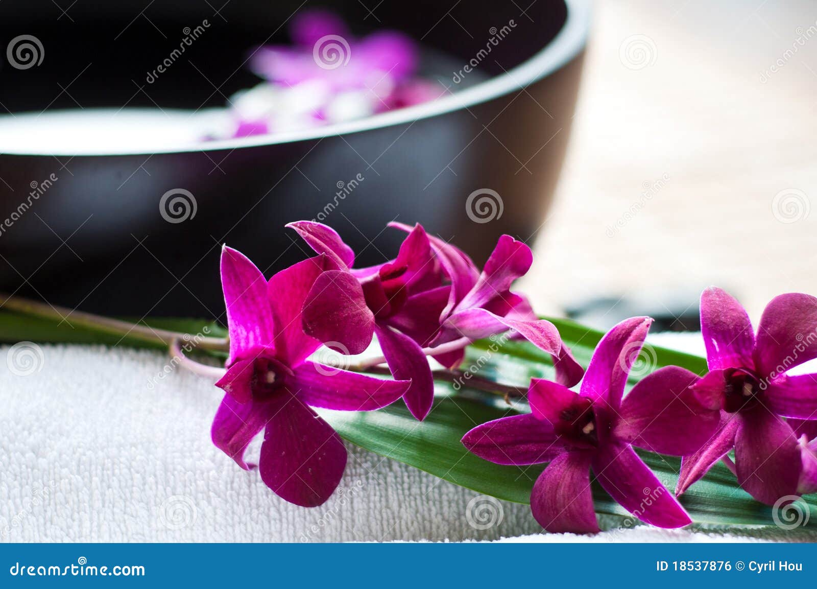 Orchids in spa setting stock photo. Image of isolated - 18537876