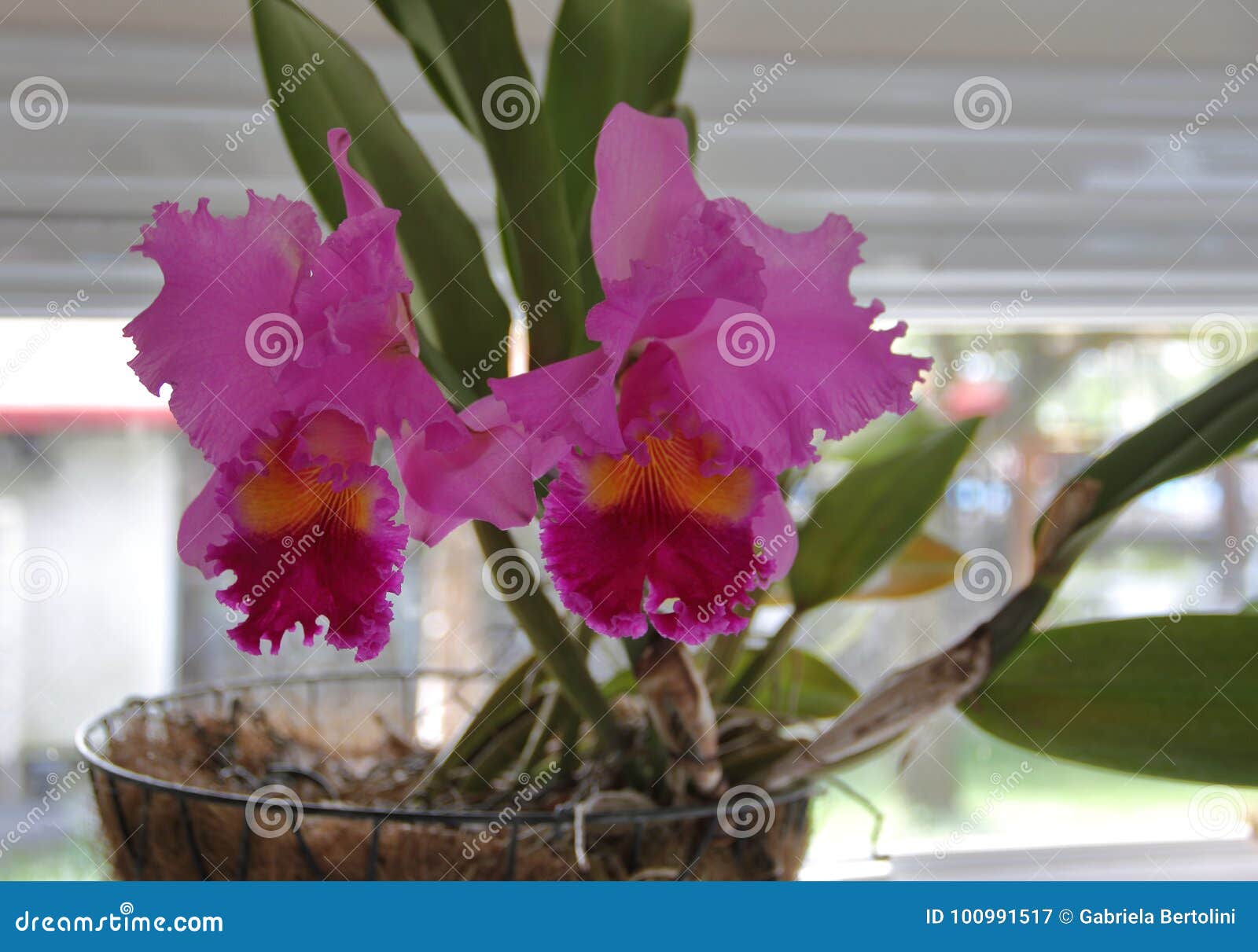 Orchids in spring stock image. Image of tranquil, floral - 100991517