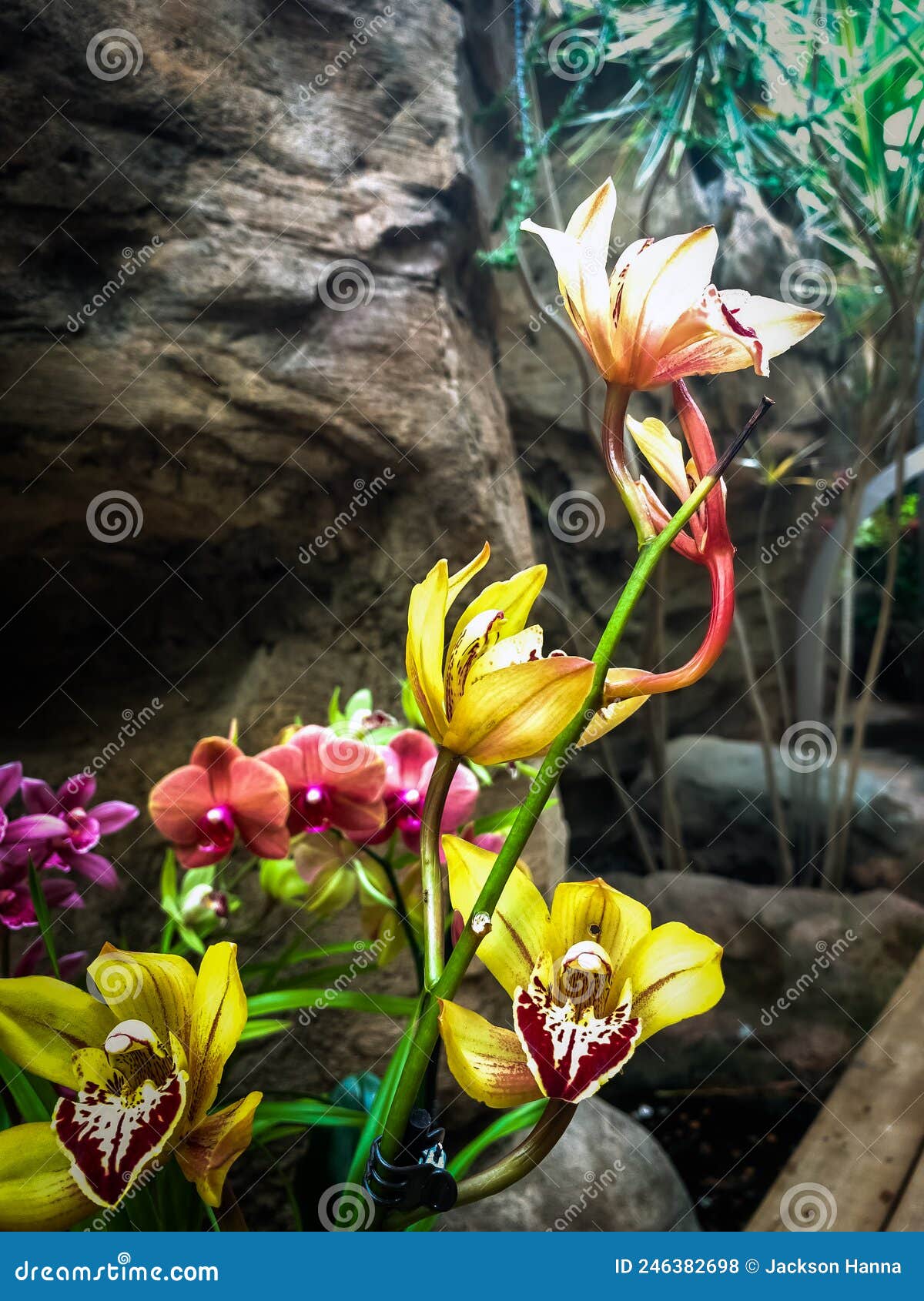 Orchids in stone stock photo. Image of wildflower, shrub - 246382698