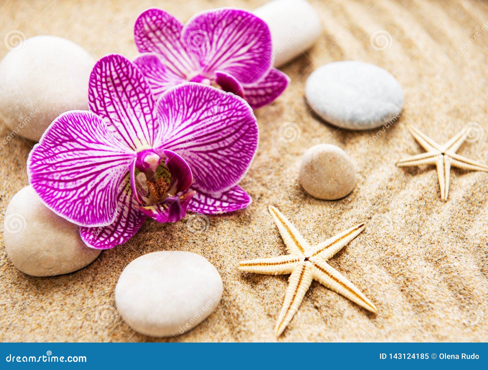 Orchids and stones stock image. Image of orchids, garden - 143124185