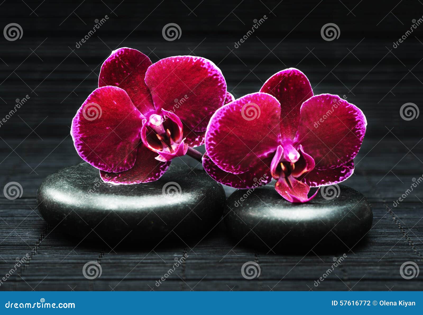 Orchids and stones stock photo. Image of flower, stones - 57616772