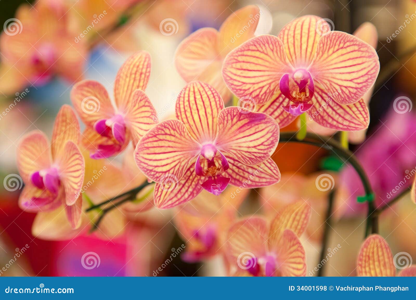 Orchids. stock photo. Image of pastel, macro, garden - 34001598