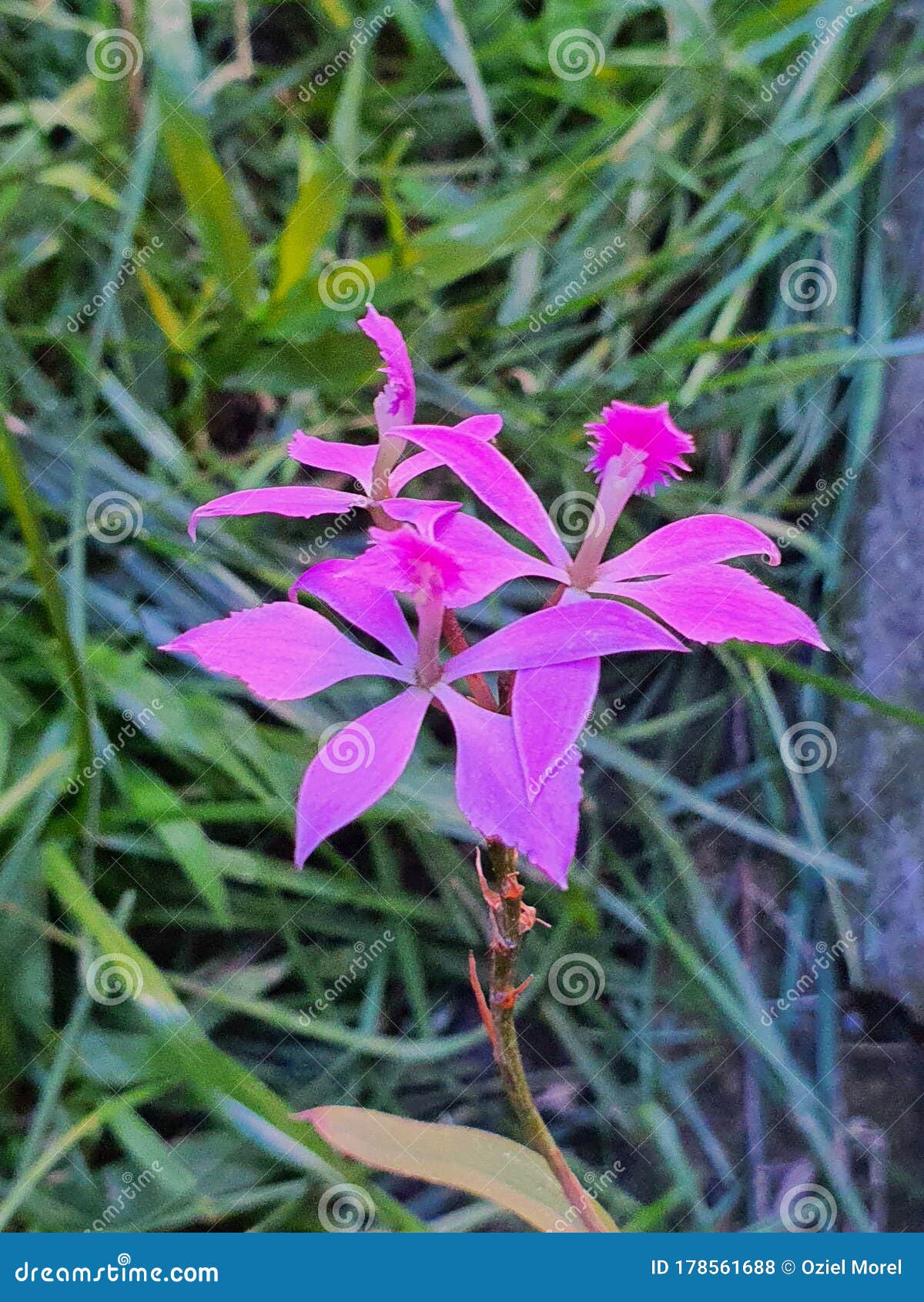 Orchids un the mountain stock photo. Image of grass - 178561688