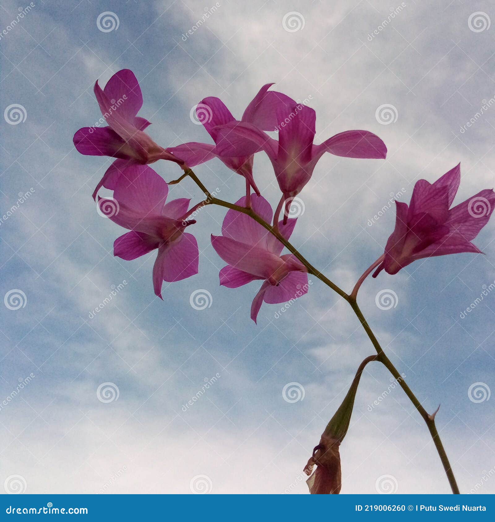 Orchids under the sky stock photo. Image of garden, drawing - 219006260