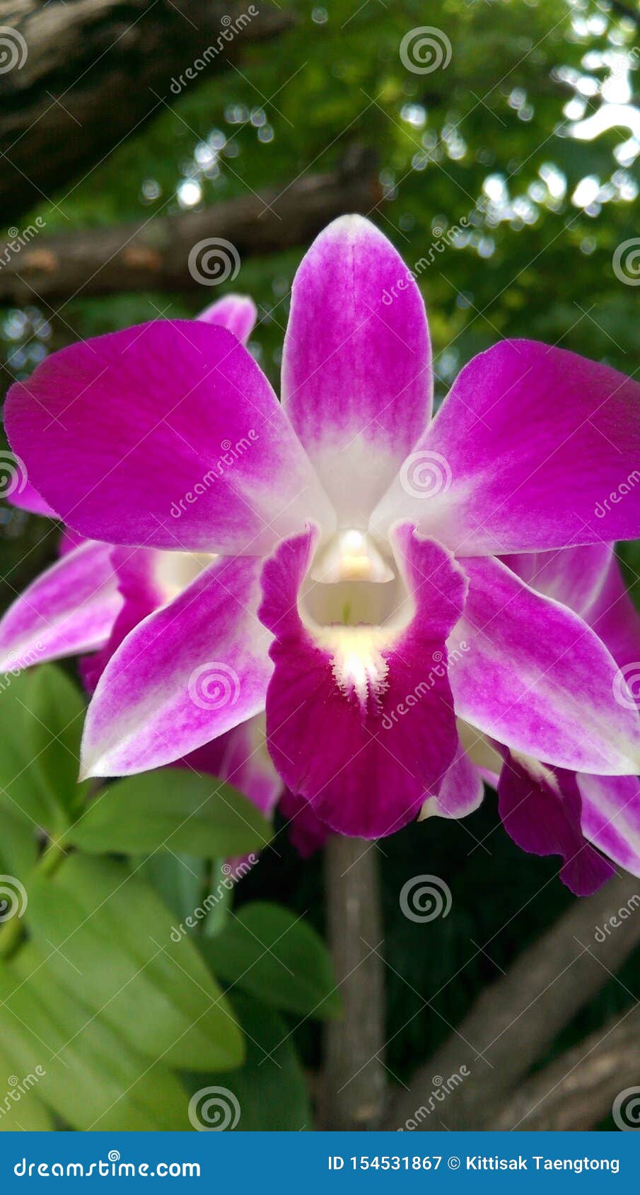 Orchids in the valley. stock image. Image of flower - 154531867