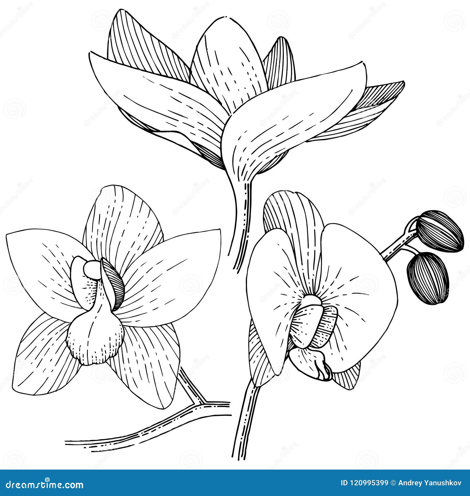 Orchids in a Vector Style Isolated. Stock Vector - Illustration of ...