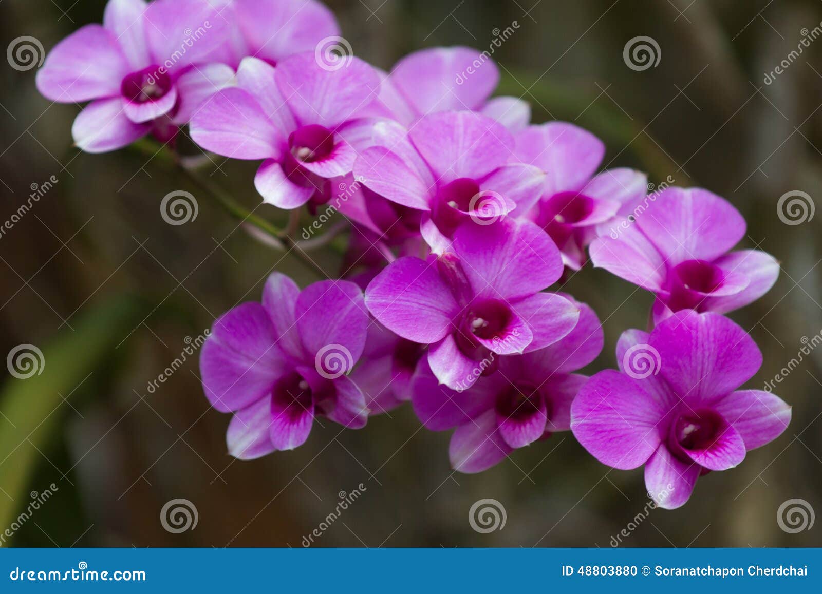 Orchids Violet Beautiful Bouquet Stock Photo - Image of decorative ...