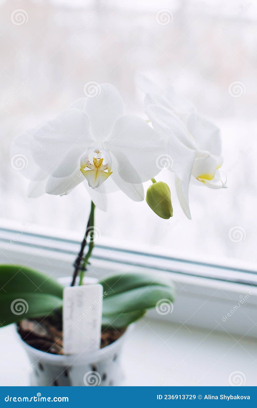 Orchids White on the Window Stock Image - Image of botanical, australia ...