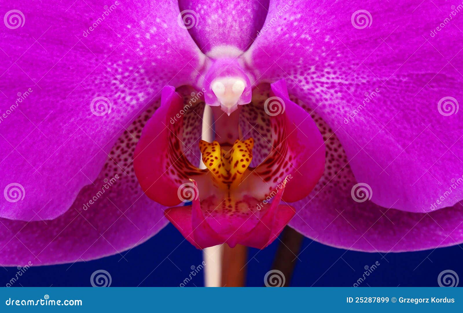 Orchis flower stock image. Image of garden, orchis, cultivated - 25287899