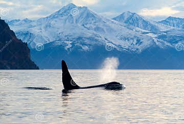 Orcinus Orca stock photo. Image of back, snow, predator - 27633824