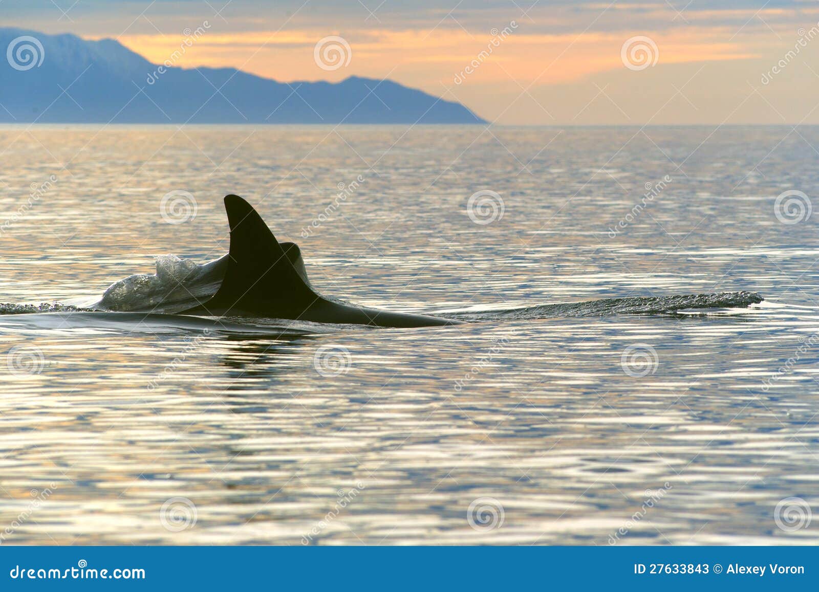 Orcinus Orca stock image. Image of animal, research, orca - 27633843