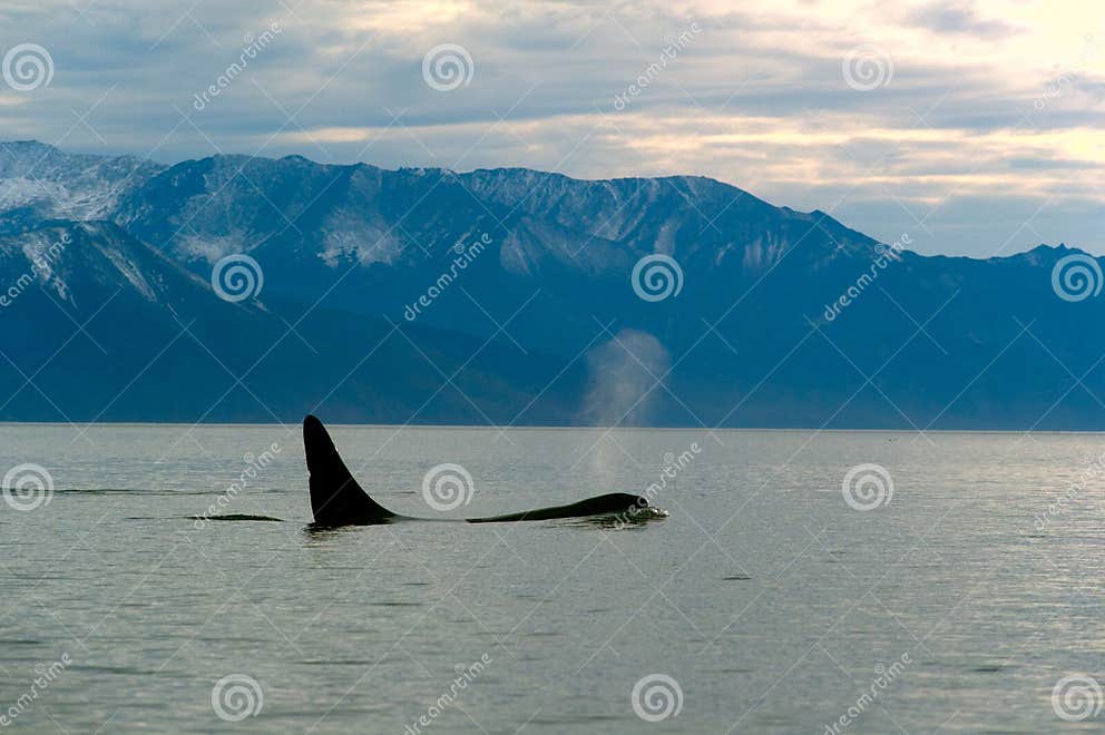 Orcinus Orca stock photo. Image of wild, research, back - 27634162