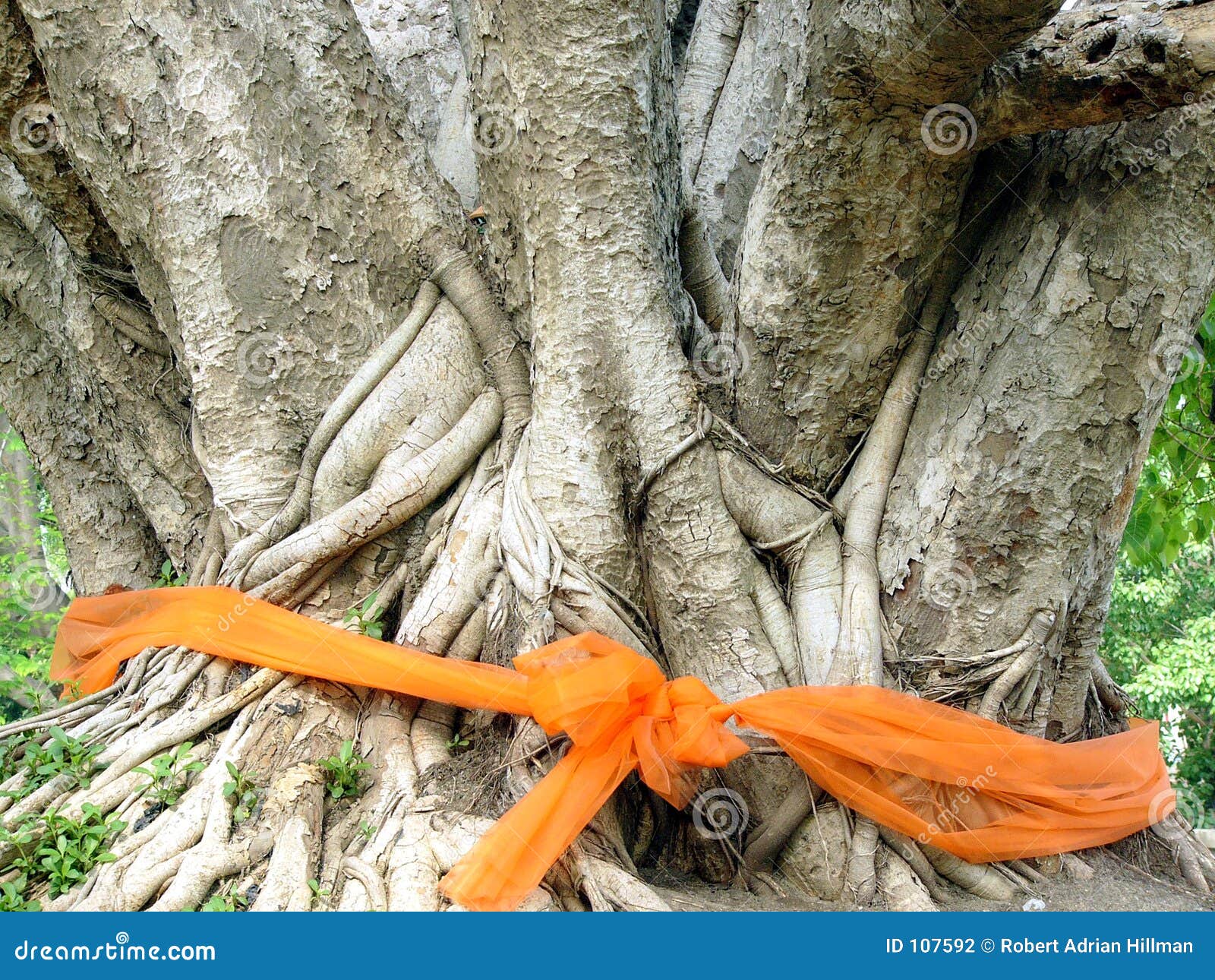 The Bodhi Tree Near Mahabodhi Temple At Bodh Gaya, Bihar, India Stock ...