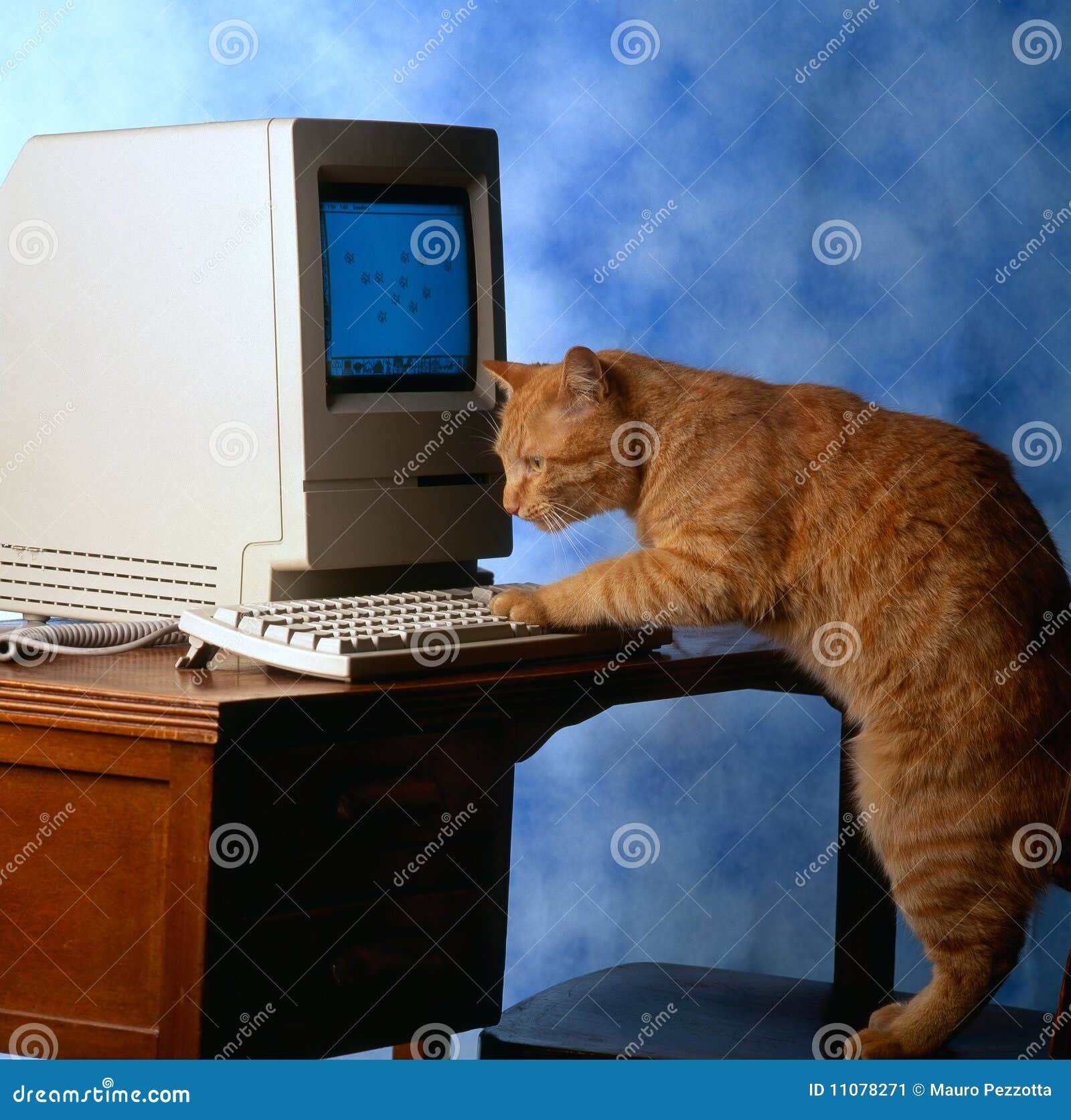 Ordenador del gato imagen de archivo. Imagen de inteligencia - 11078271