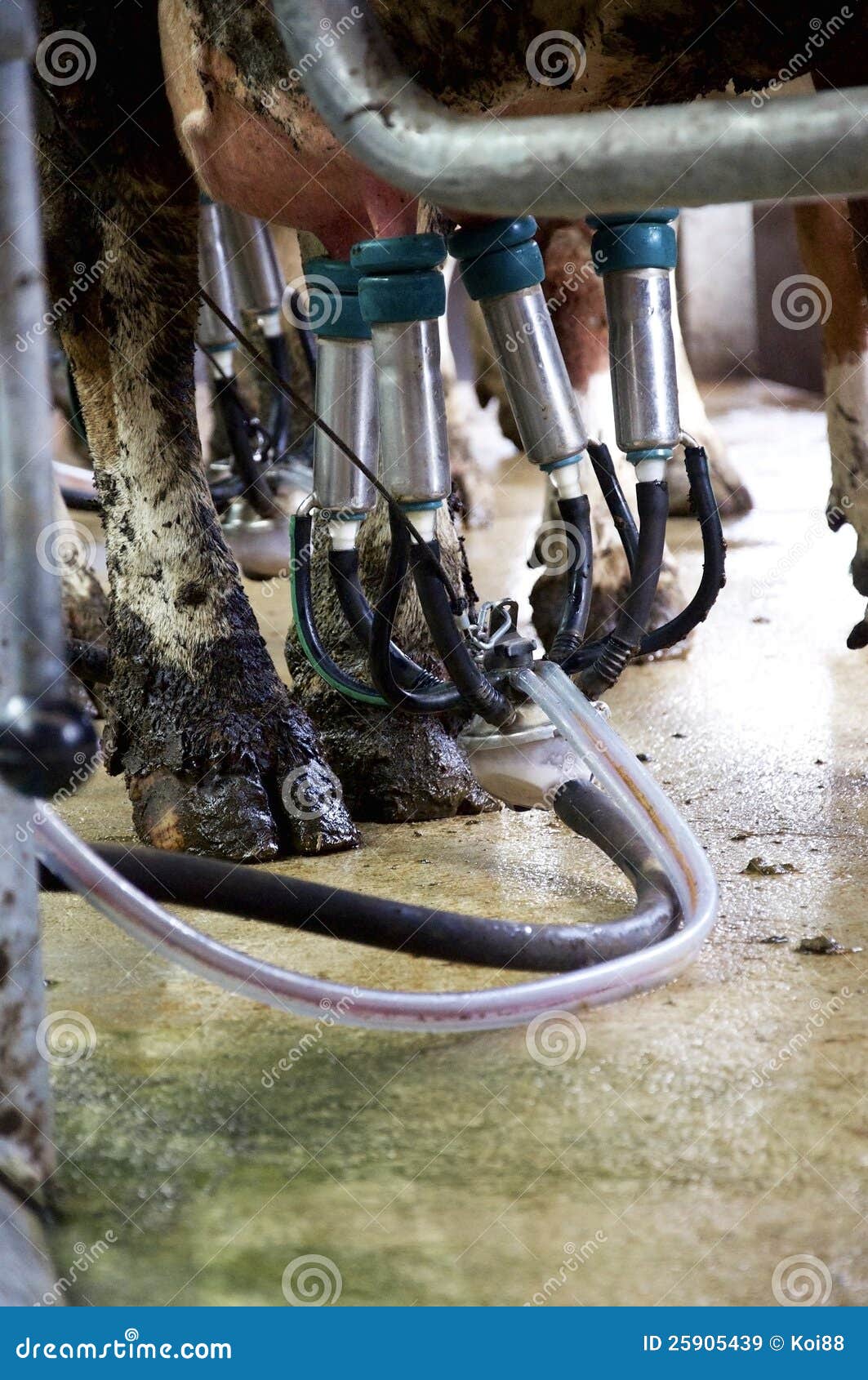 Ordenhando uma vaca imagem de stock. Imagem de fazenda - 25905439