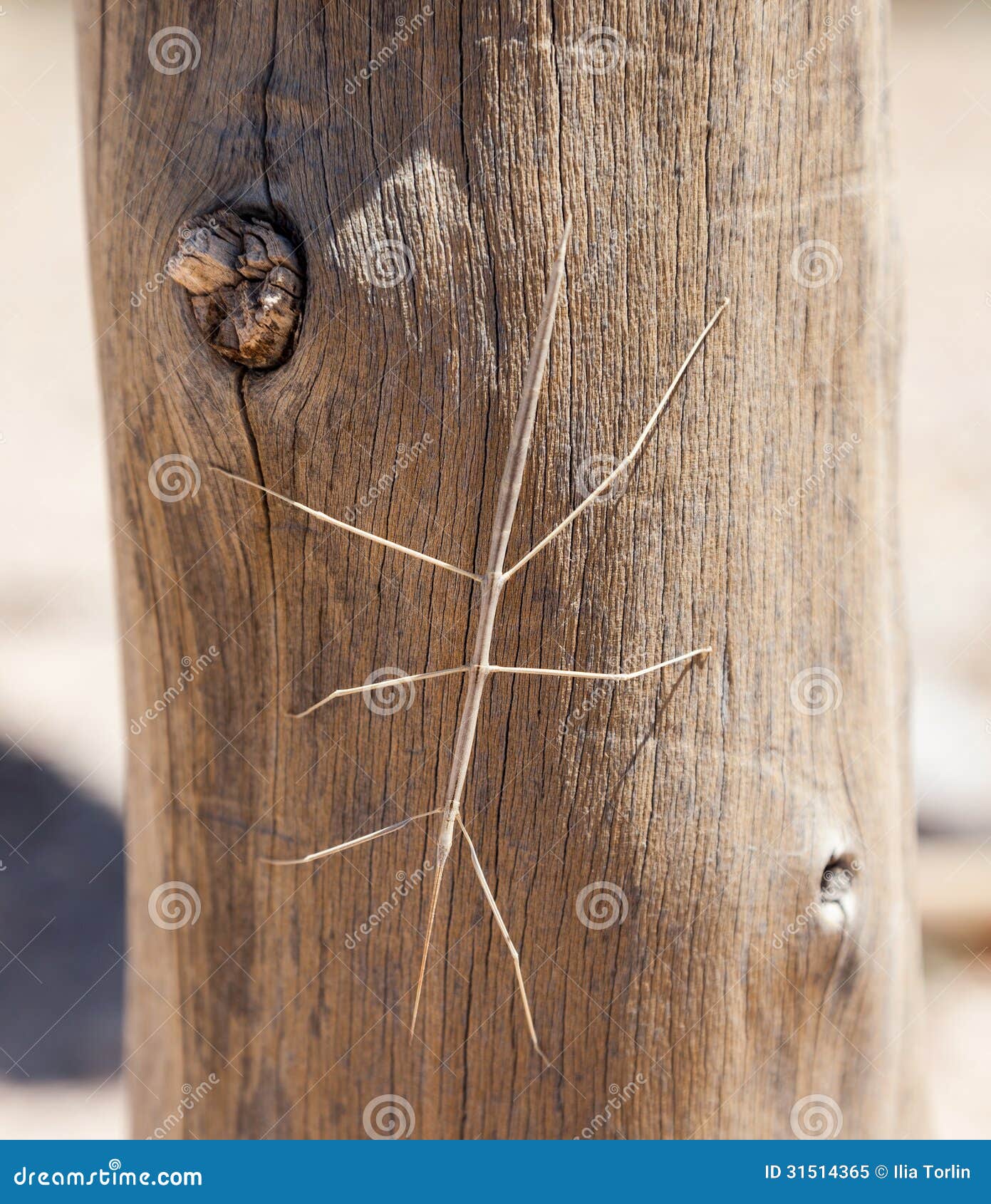 Order Phasmatodea (Stick Insect). Flinders Ranges Stock Image - Image ...