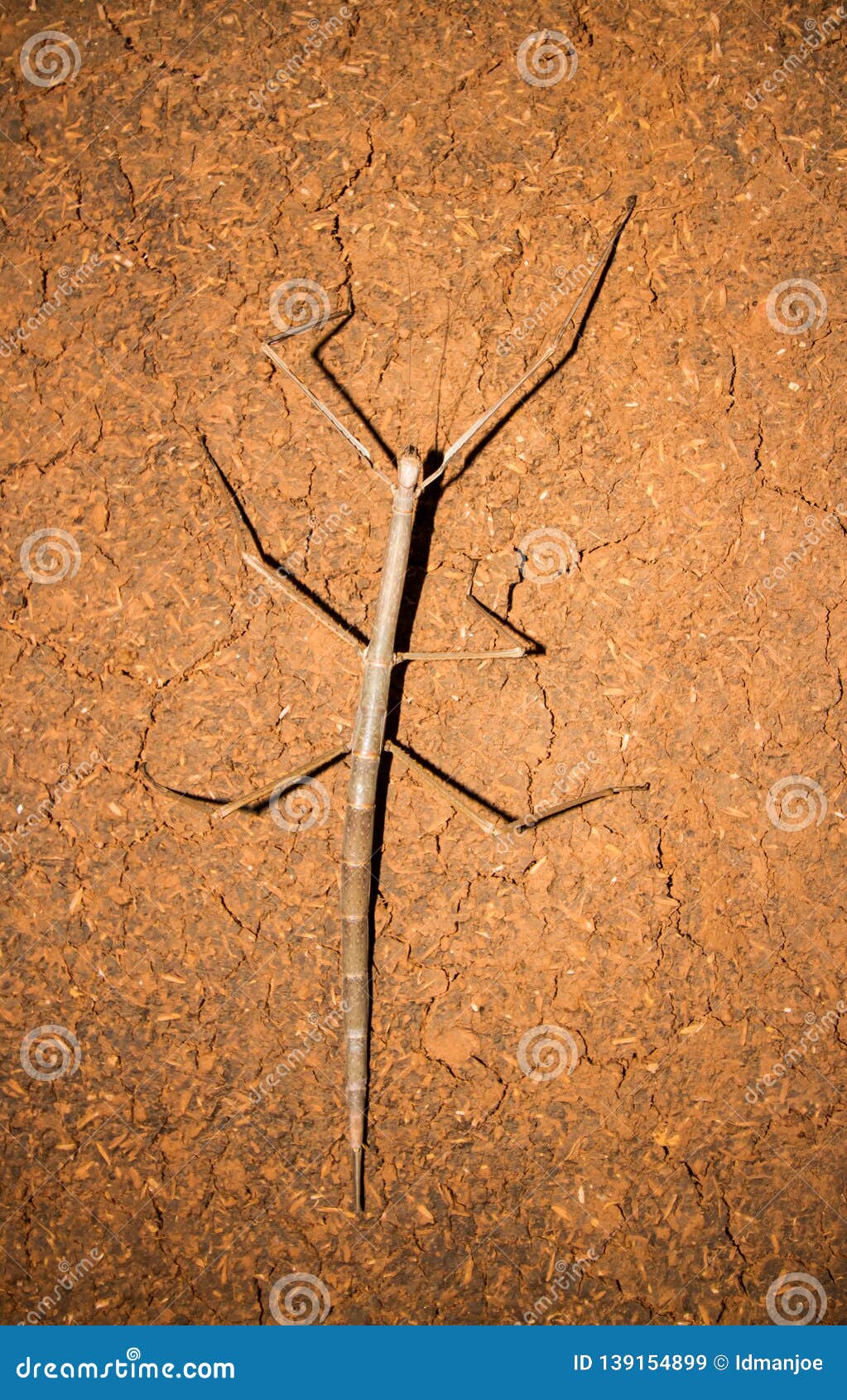 Phasmatodea Stick Insect
