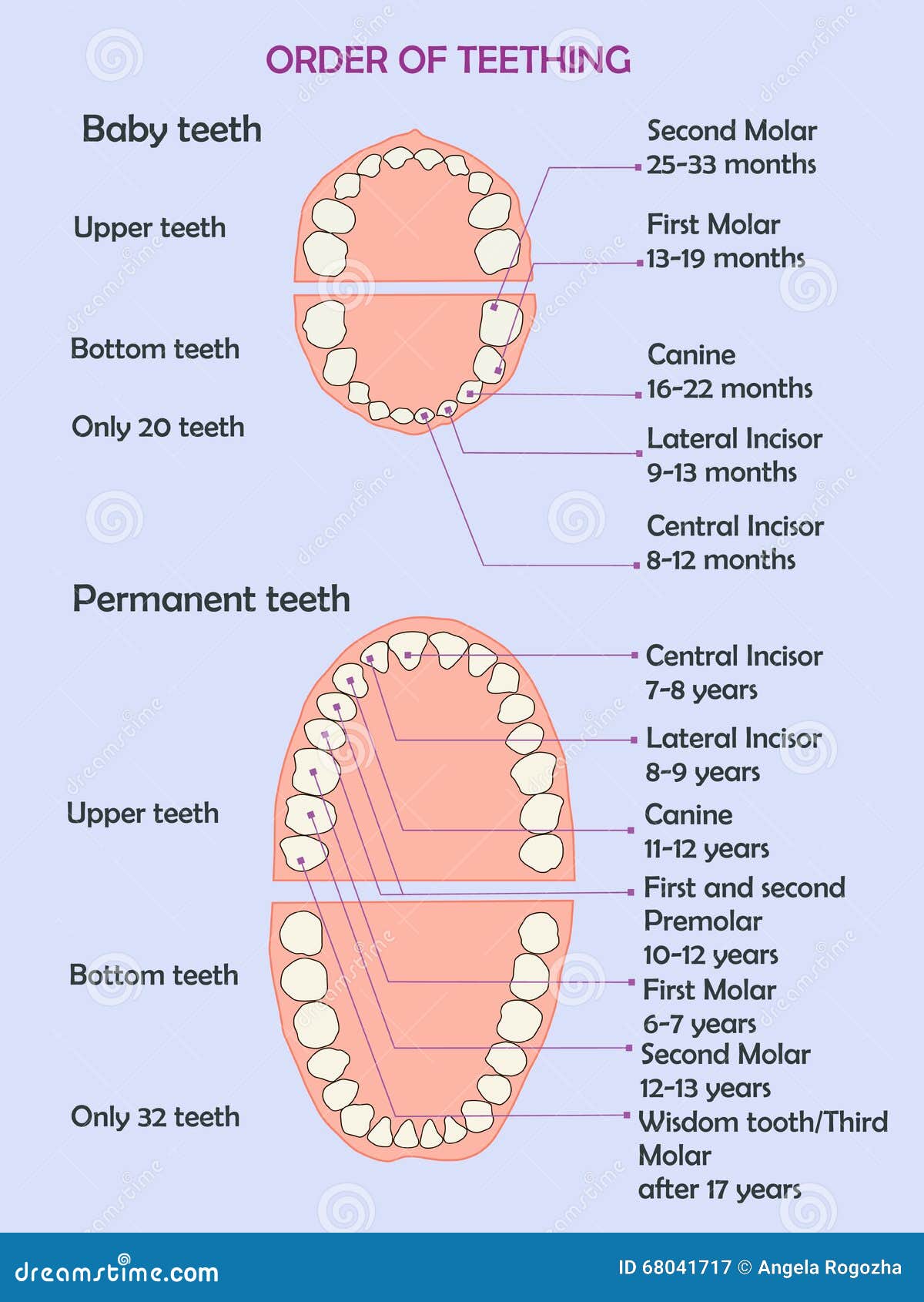 Order of teething stock illustration. Illustration of baby - 68041717