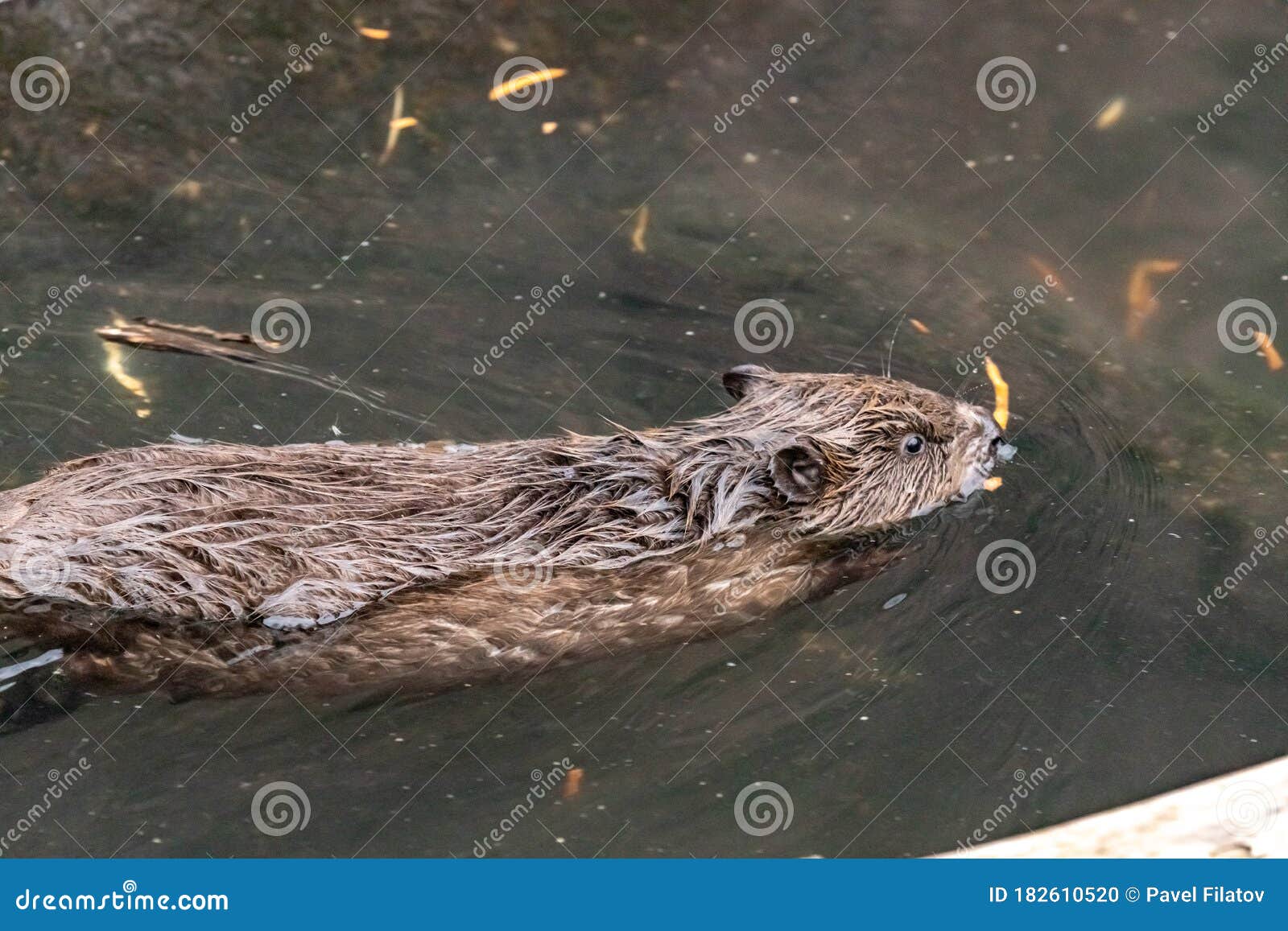 The Ordinary Beaver Floating in the Water Stock Photo - Image of castor ...