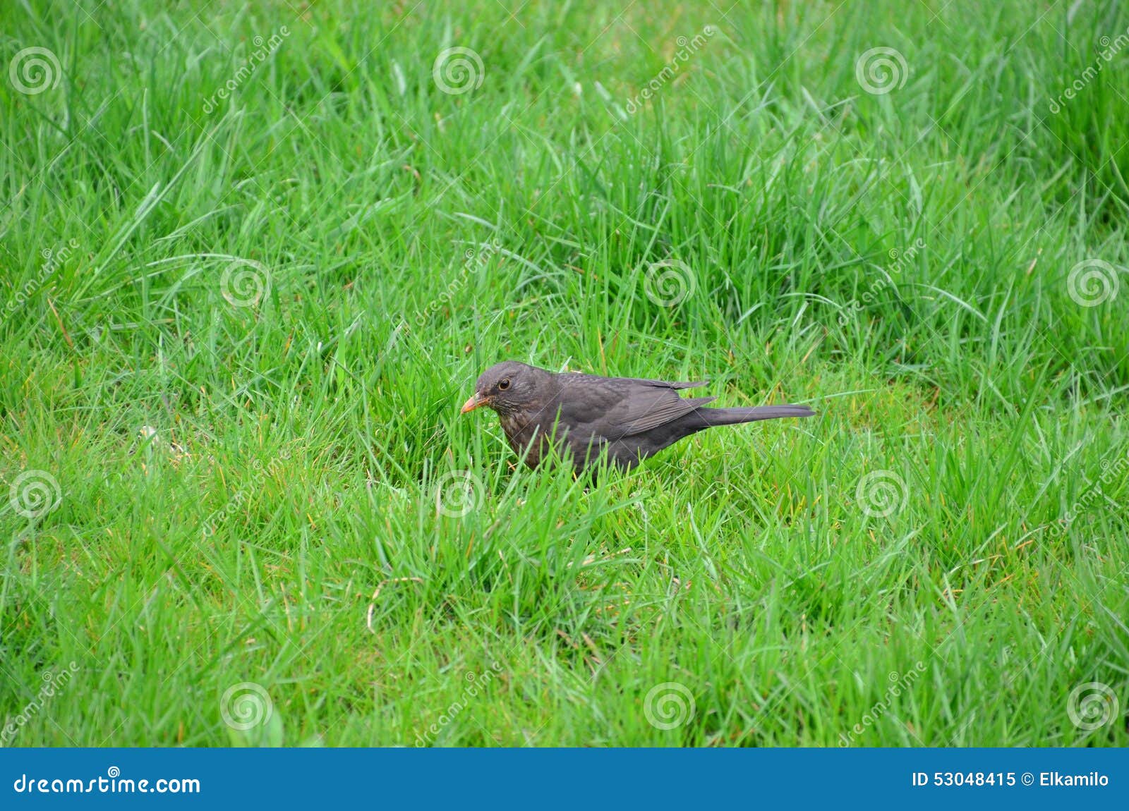 Ordinary Blackbird stock image. Image of bird, black - 53048415
