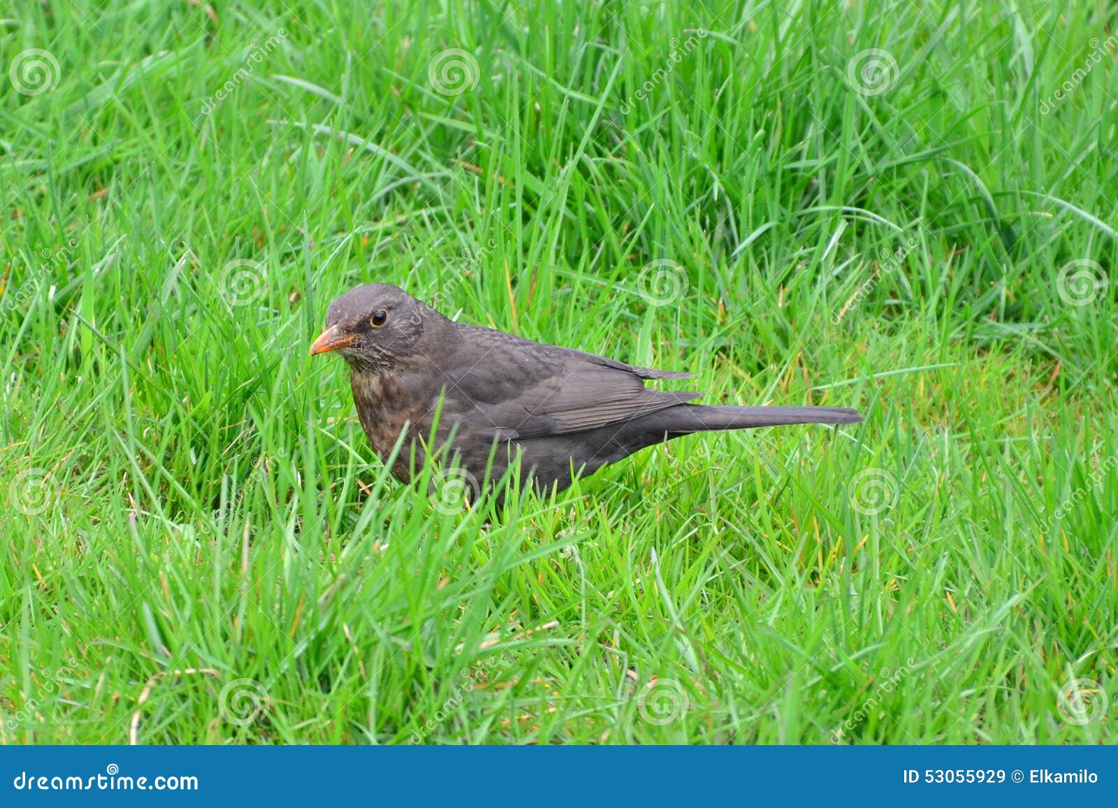 Ordinary Blackbird stock image. Image of careful, garden - 53055929
