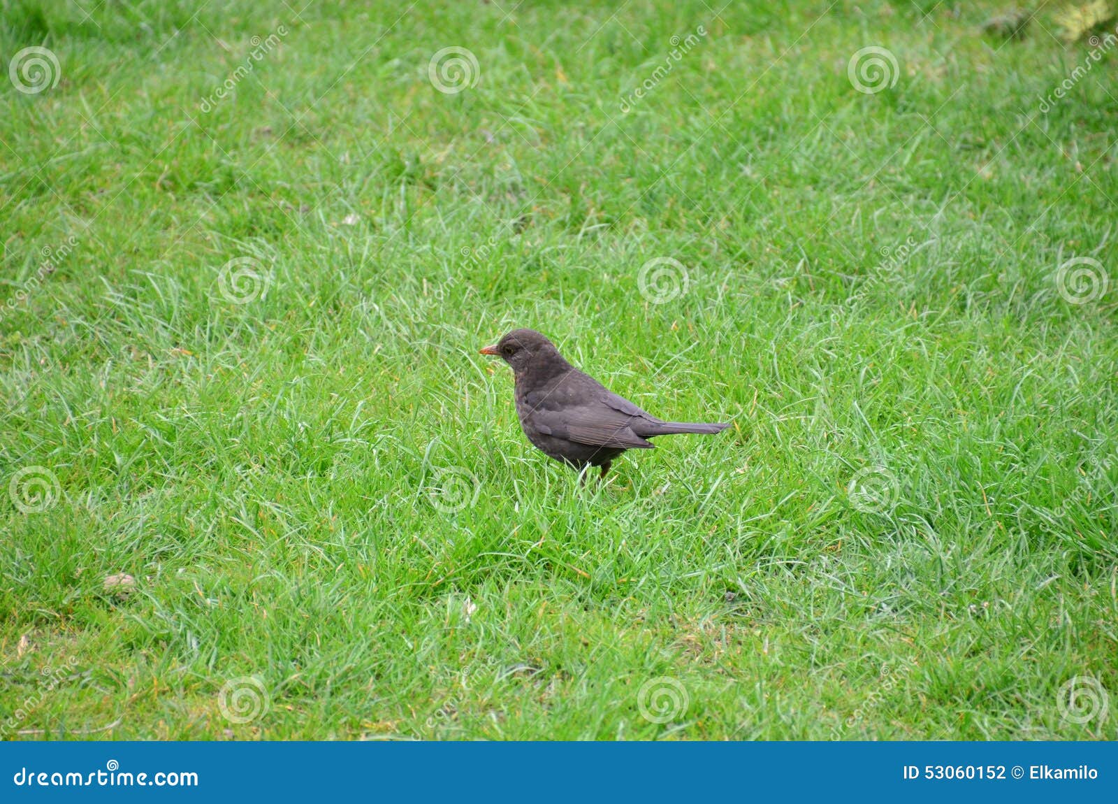 Ordinary Blackbird stock photo. Image of bird, customary - 53060152