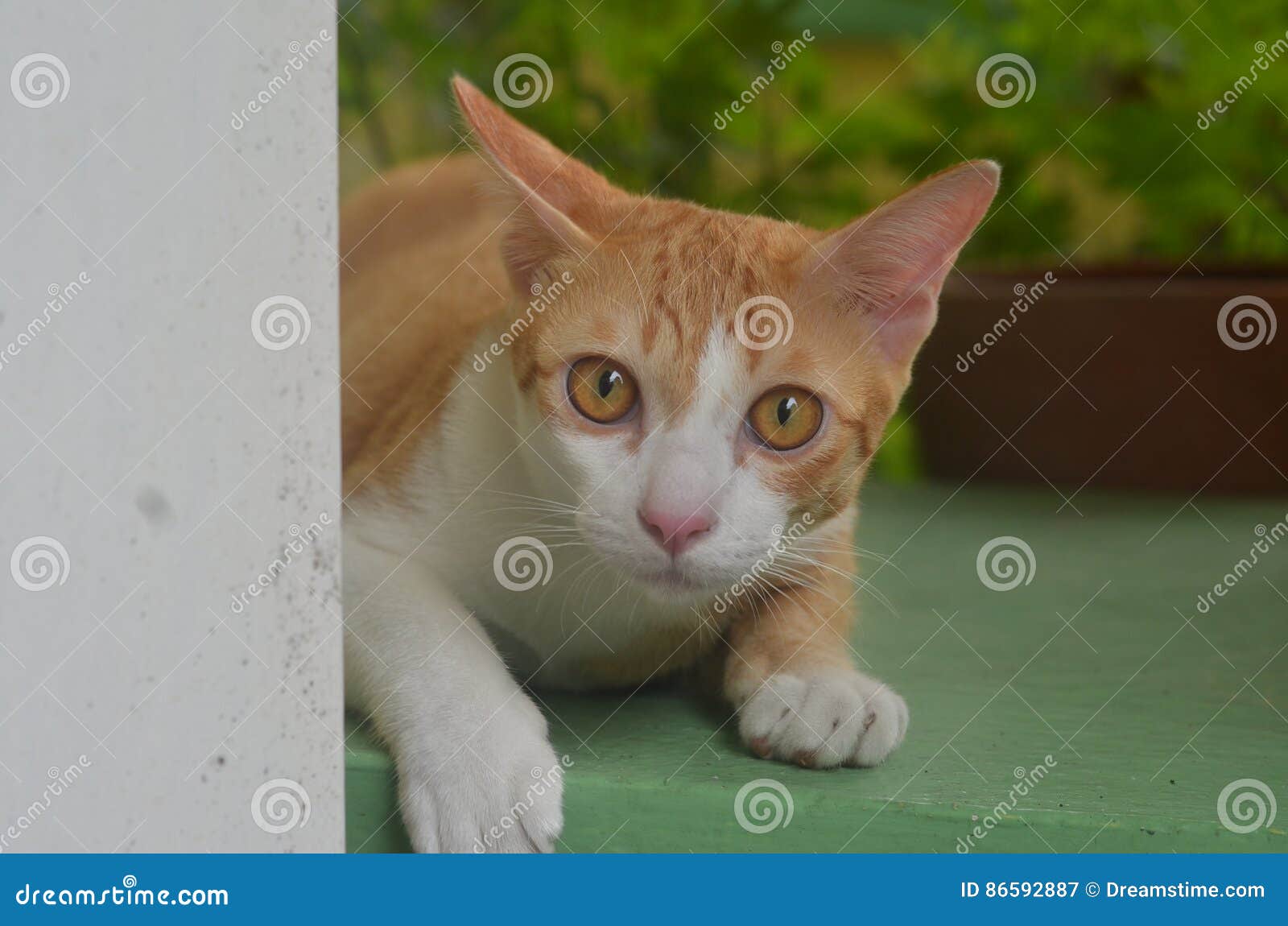 Ordinary Cat stock image. Image of ordinary, asean, asia - 86592887