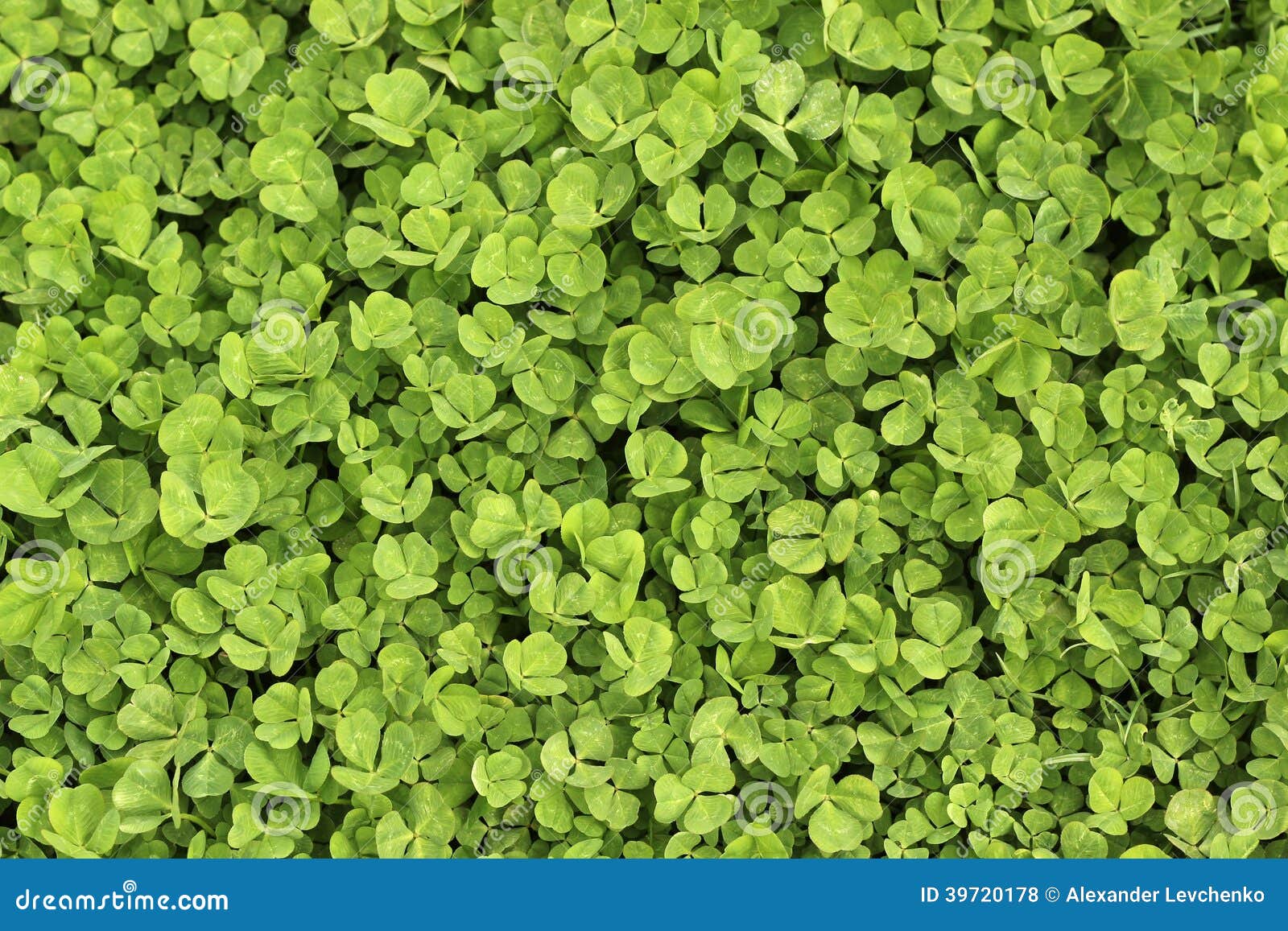 Ordinary Clover Leaves Background Stock Photo - Image of texture, plant ...